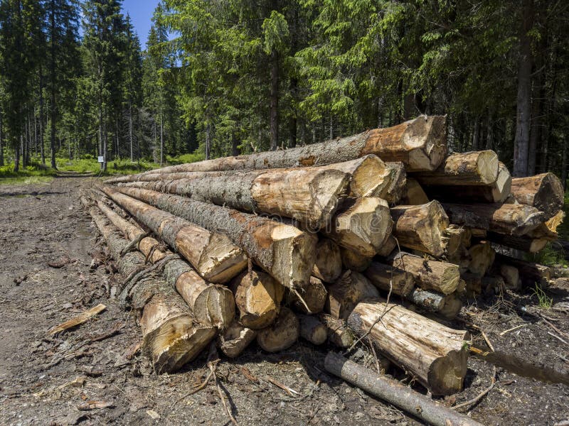 Stack of Fir Logs in Parang Mountains, Romania Stock Image - Image of ...