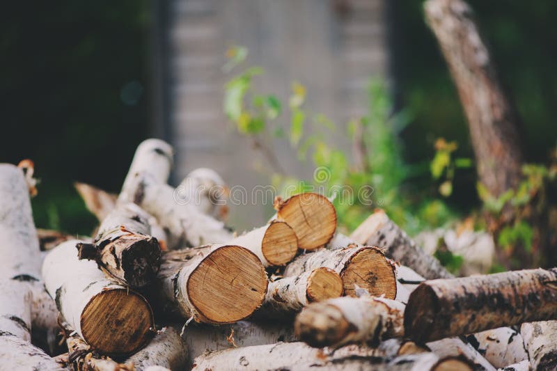 Stack of Fire Wood Cut of Birch in Summer, Nature and Forest Care ...