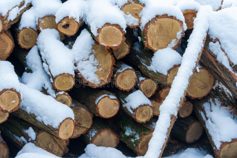 Cut Log Wood Covered with Snow. Natural Firewood Outdoors Stock Image ...