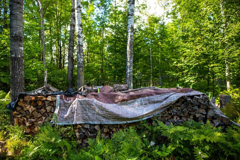 Stack of Firewood Covered with Tarp in the Green Forest Stock Image ...