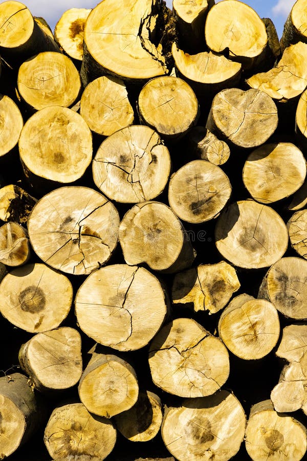 Stack of Firewood Logs Creating Beautiful Natural Pattern Under Blue ...