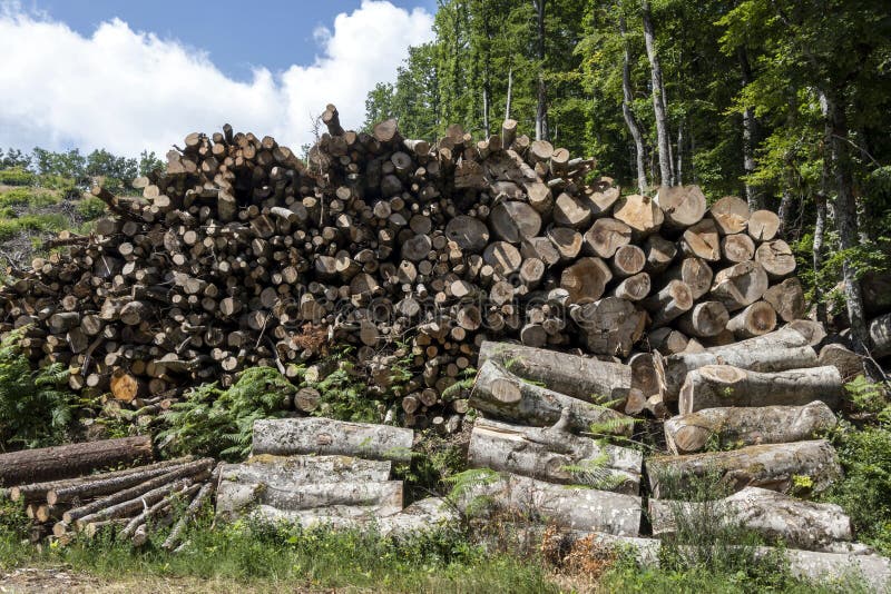 Stack of Firewood Ready for Transport Stock Photo - Image of romanian ...