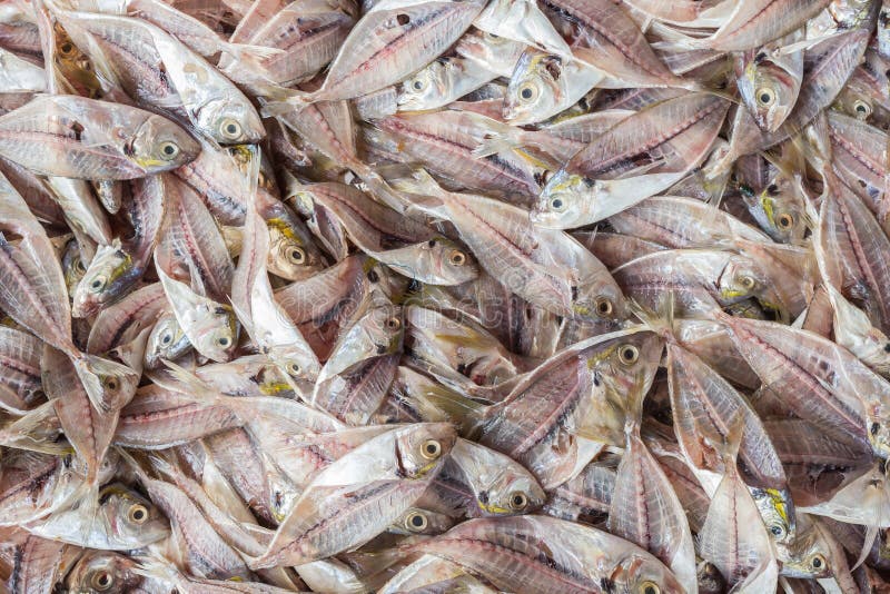 Stack of raw fish stock photo. Image of close, heap, closeup - 79966174