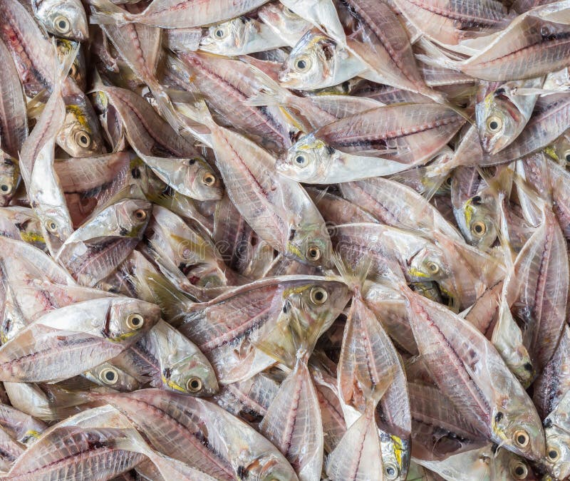 Stack of raw fish stock photo. Image of close, heap, closeup - 79966174