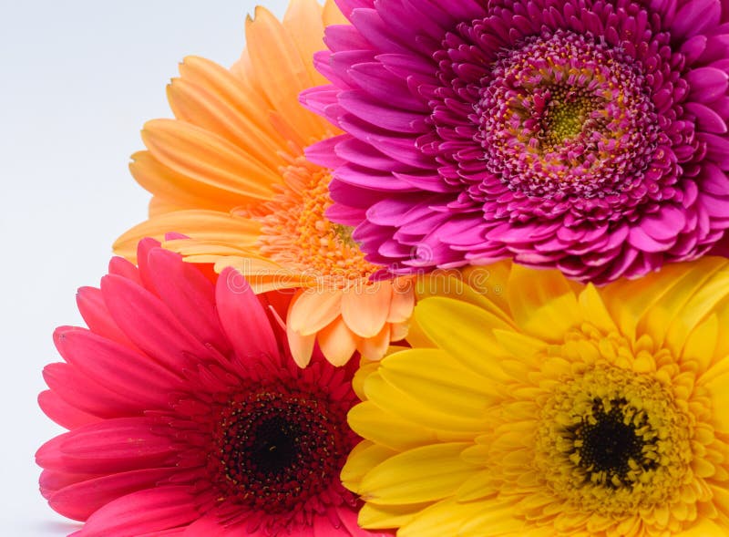 Stack of four flowers stock image. Image of pink, bloom - 89350375