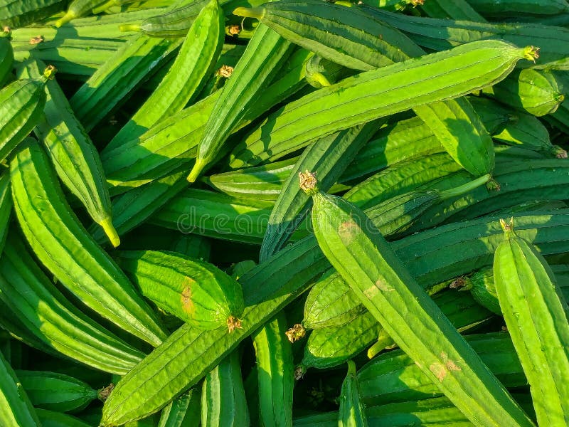 Stack of Fresh Angled Loofah after the Harvest Stock Image - Image of ...