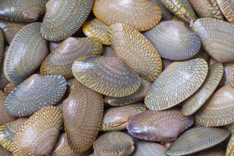 The stack of fresh clams stock image. Image of healthy - 40510045