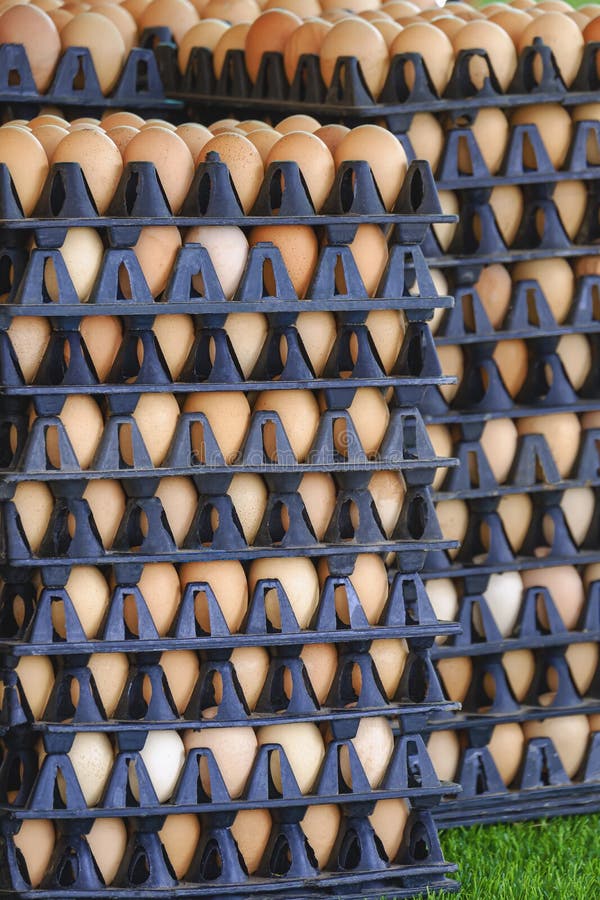 Stack of Fresh Farm Chicken Eggs in Black Plastic Packages on ...