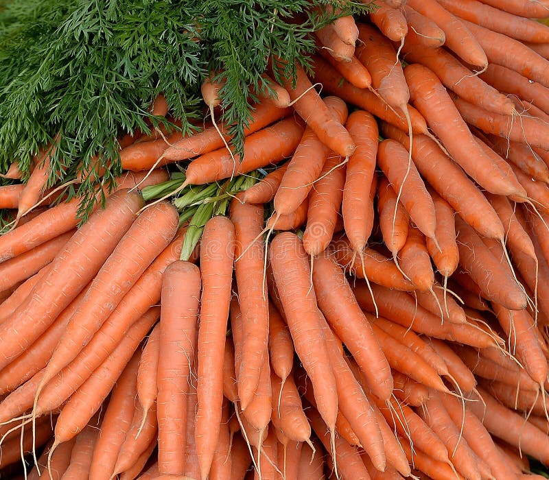 Carrots stock image. Image of group, august, close, autumn - 5251239