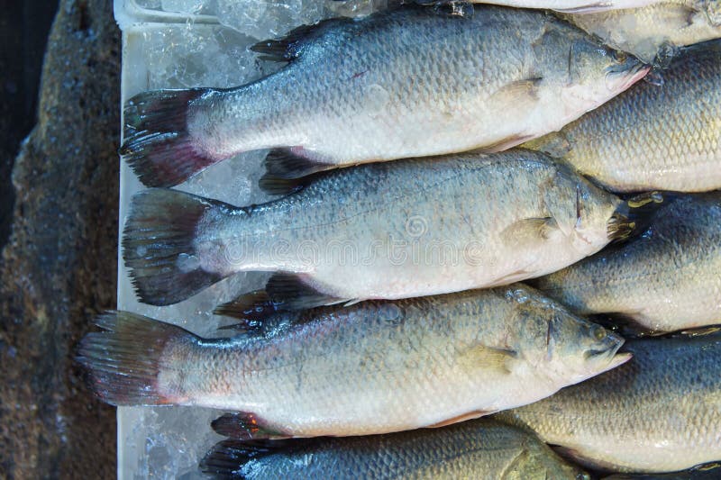 Stack of raw fish stock photo. Image of close, heap, closeup - 79966174