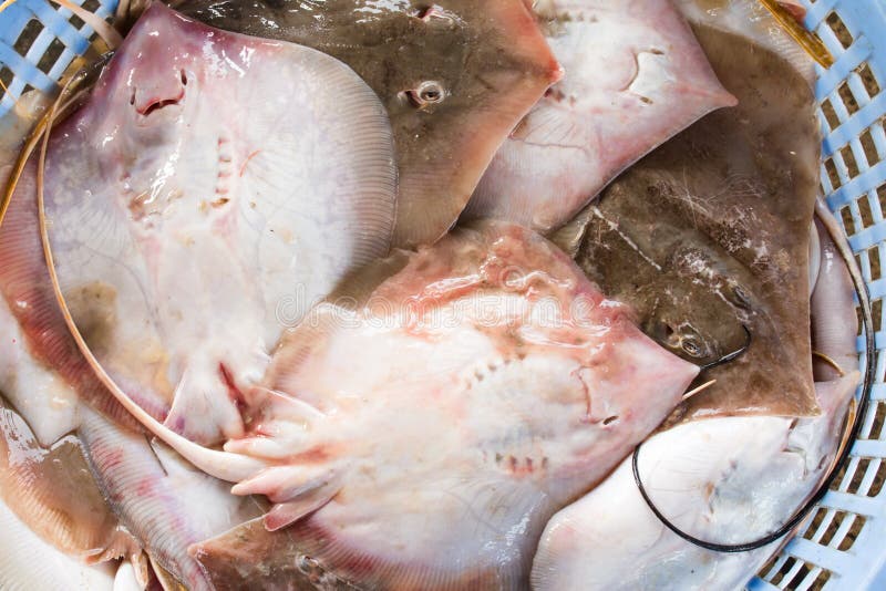 Stack of Fresh Stingray in Basket Sold in Fish Dock Market Stock Image ...