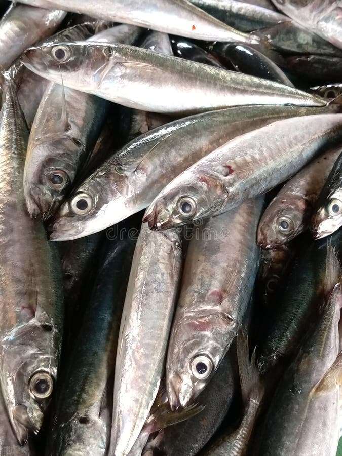 Stack of raw fish stock photo. Image of close, heap, closeup - 79966174