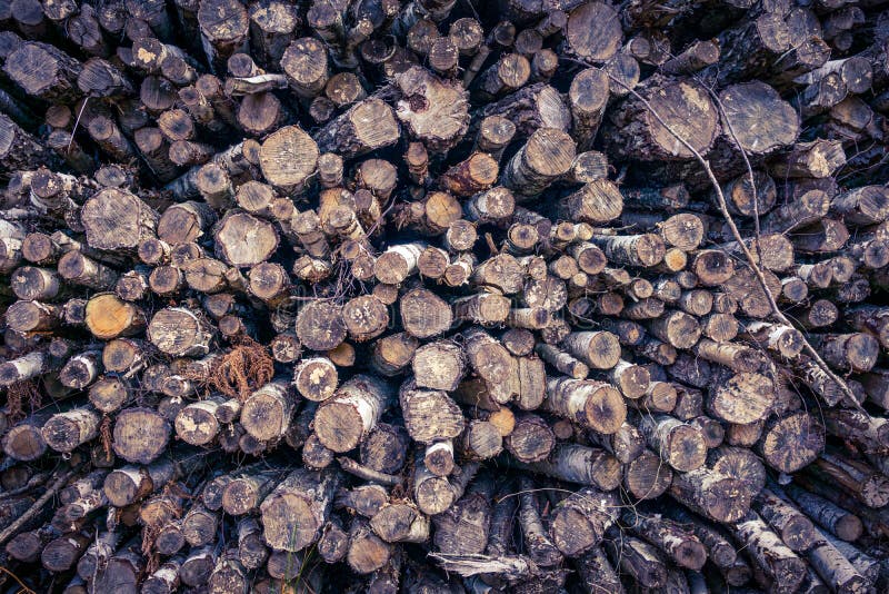 A Stack of Freshly Cut Coppiced Tree Trunks and Branches in the ...