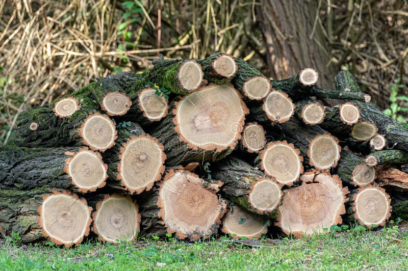 Freshly Cut Logs with Visible Grain Patterns Stock Photo - Image of ...