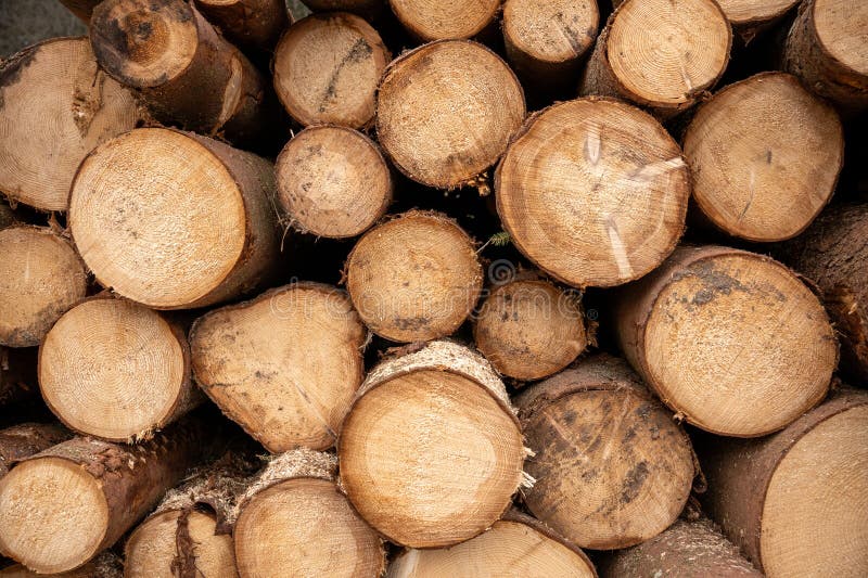 A Stack of Spruce Tree Trunks Harvested from the Forest Stock Photo ...