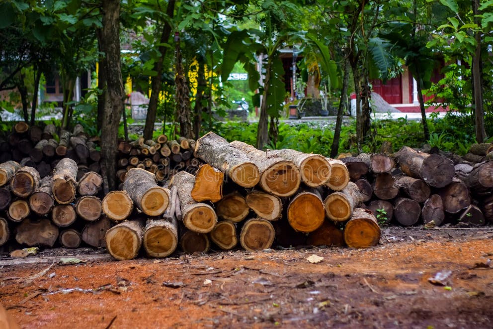 Stack of Freshly Cut Timber Logs Piled in a Forest Clearing, Surrounded ...