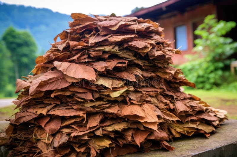 Stack of Freshly Cut Tobacco Leaves Ready for Rolling Stock ...