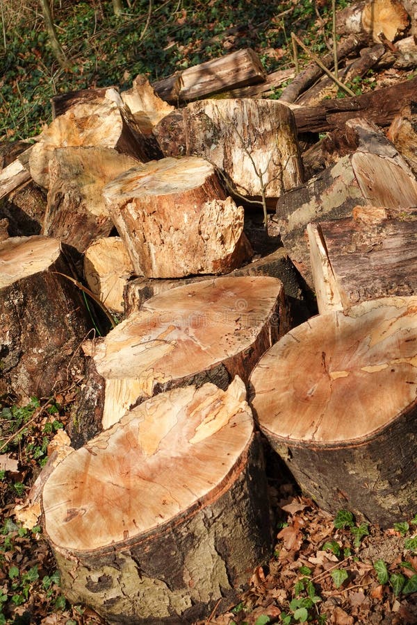 Stack of Freshly Cut Tree Logs in Sunlight Stock Photo - Image of ...