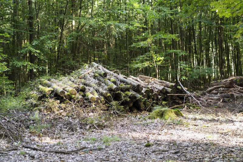 A Stack of Freshly Cut Tree Trunks Lying in the Forest. Stock Image ...