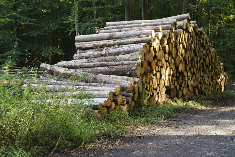 A Stack of Freshly Cut Tree Trunks Lying in the Forest Stock Image ...