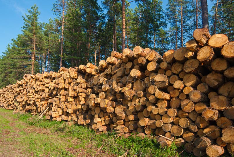Logging pine log piles stock photo. Image of forest, lane - 4948660 Logging pine log piles stock photo. Image of forest, lane - 4948660