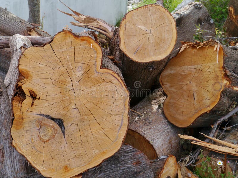 A Stack of Freshly Cut Trees Stock Image - Image of aged, organic: 56338353