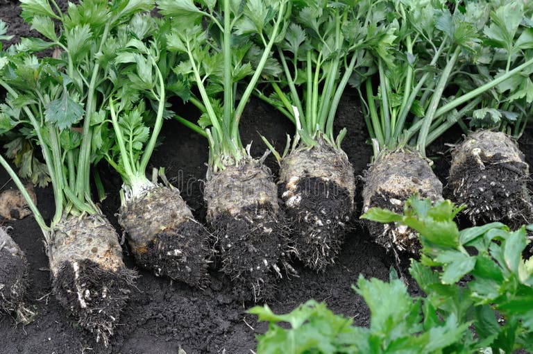 The Stack of Freshly Harvested Ripe Celery Root Vegetables Stock Image ...