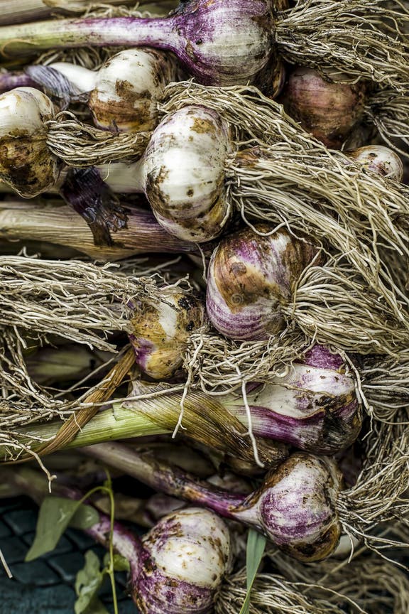 Stack of Freshly Picked Garlic Stock Image - Image of background, fresh ...
