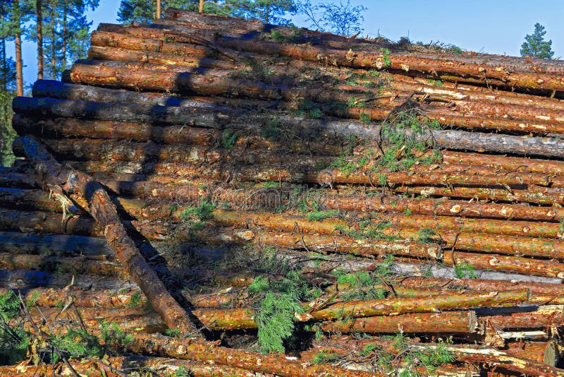 A Stack of Freshly Sawn Pine Logs at the Edge of the Forest Stock Image ...