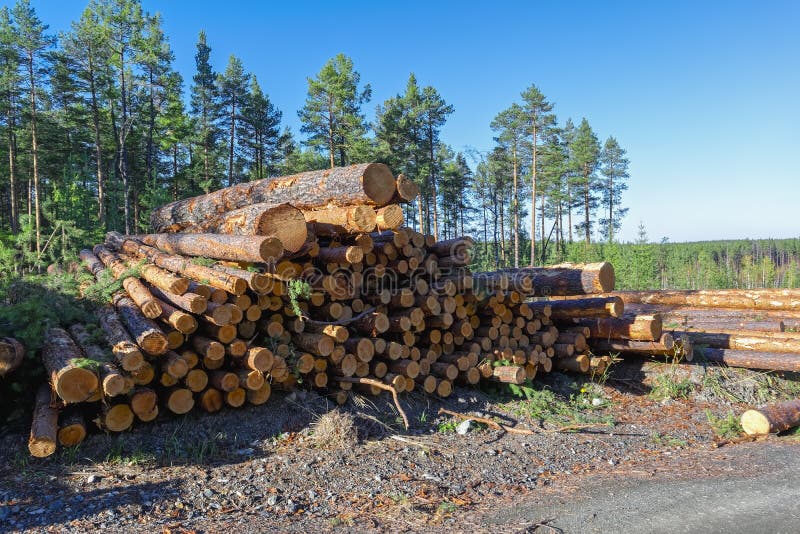 A Stack of Freshly Sawn Pine Logs at the Edge of the Forest Stock Image ...