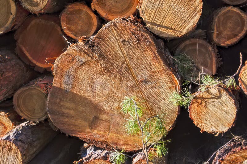 A Stack of Freshly Sawn Pine Logs at the Edge of the Forest Stock Image ...