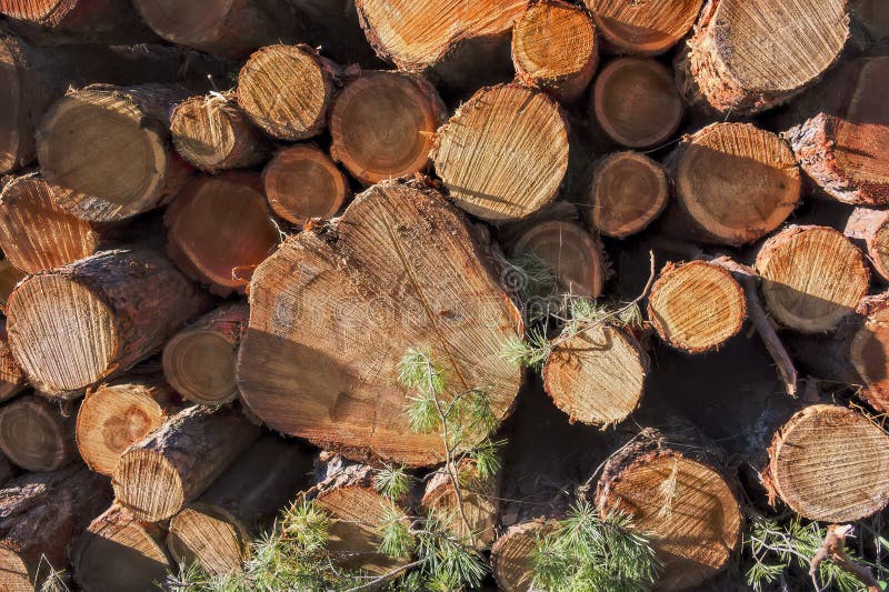 A Stack of Freshly Sawn Pine Logs at the Edge of the Forest Stock Image ...