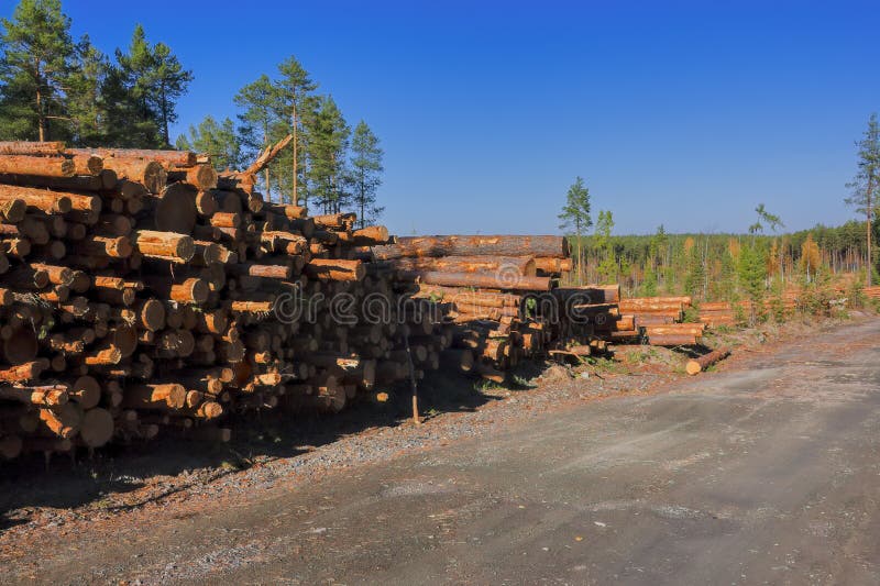 A Stack of Freshly Sawn Pine Logs at the Edge of the Forest Stock Photo ...