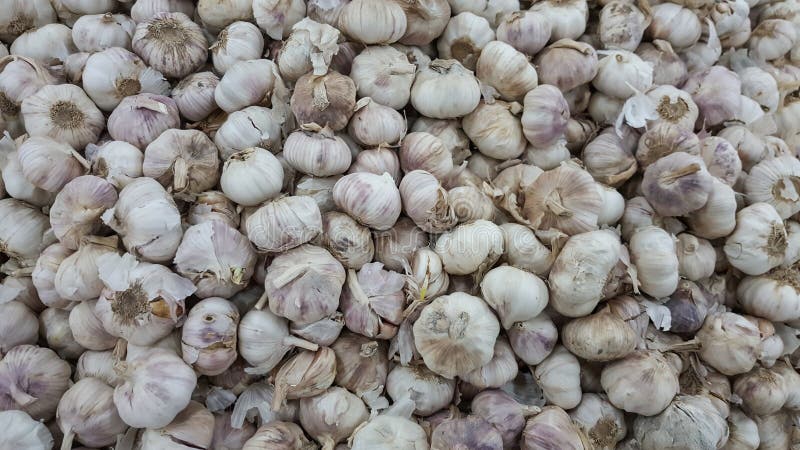 Stack of Garlic, Come with White Color. Stock Image - Image of root ...