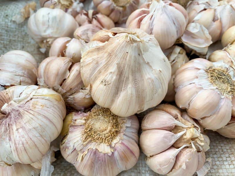 Stack of garlic in France stock photo. Image of nutrition - 277929290