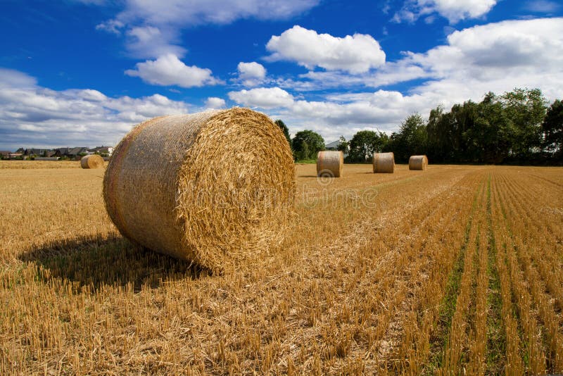 Stack of Golden Straw Bales in Summer Stock Image - Image of outdoor ...