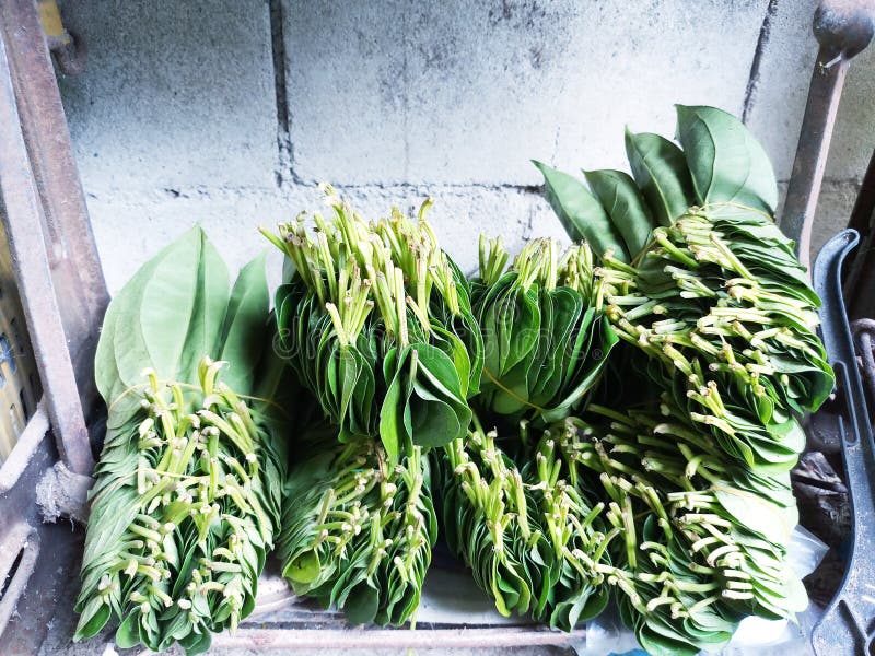 Stack of Green Betel Leaves for Sell Stock Photo - Image of betel ...
