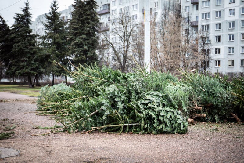 Stack of Green Christmas Tree on the Ground Left after Celebration ...