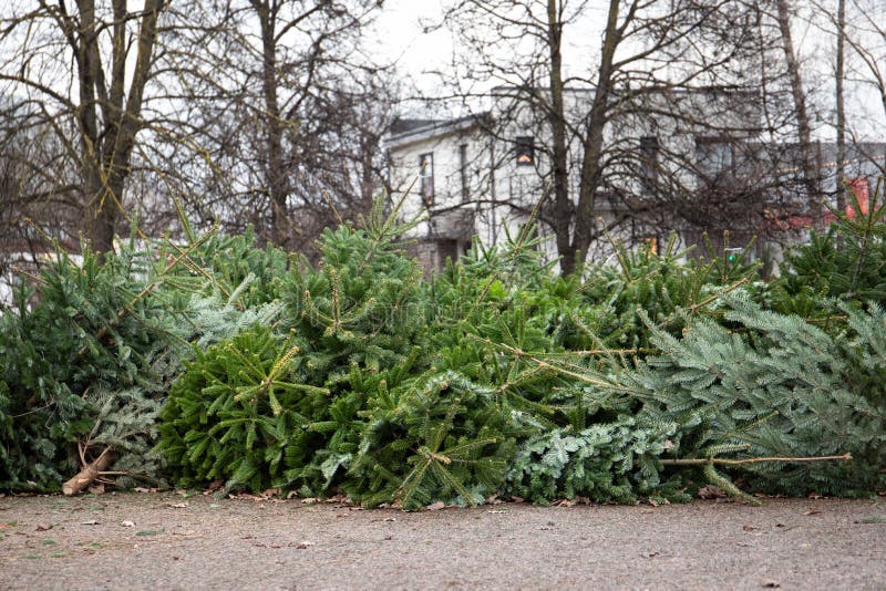 Stack of Green Christmas Tree on the Ground Left after Celebration ...