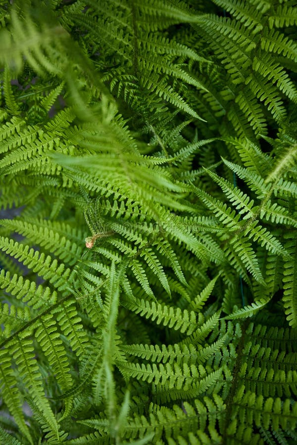Stack of Green Leaves in a Forest Photography Stock Photo - Image of ...