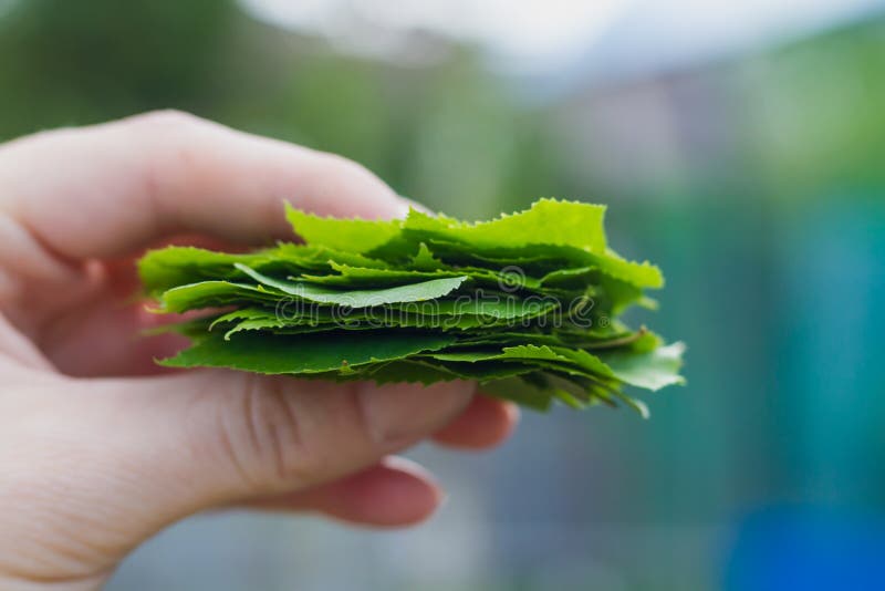 727 Plucked Leaves Stock Photos - Free & Royalty-Free Stock Photos from ...