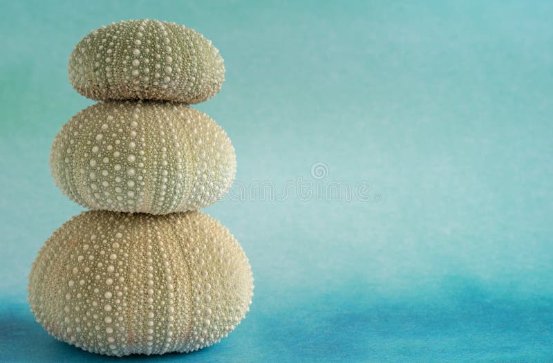 Stack of Green Sea Urchin Shells Stock Image - Image of beautiful ...