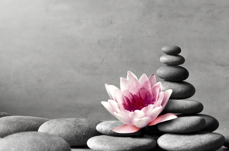 Stack of Grey Massage Stones on Grey Background and Lotus Flower. Spa ...