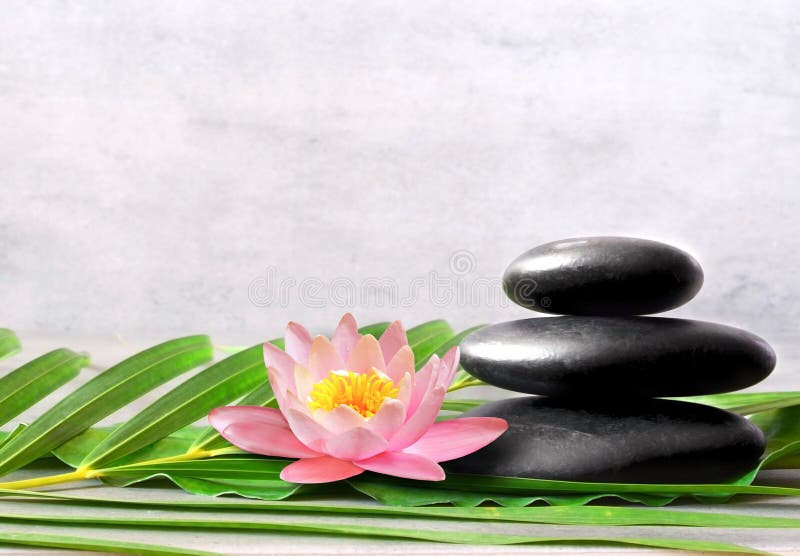 Stack of Lotus Seeds for Eat Isolated on White. Stock Photo - Image of ...