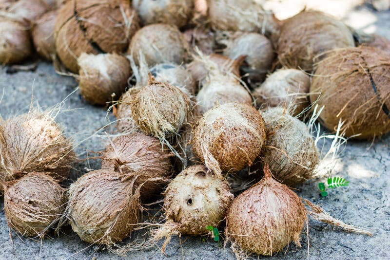 Stack of Hairy Brown Coconuts Stock Image - Image of harvest, cuisine ...