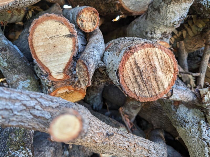 Stack of hardwood logs stock image. Image of trunk, firewood - 303300581