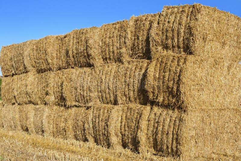 Needle in Haystack stock photo. Image of faith, match, effort - 357136