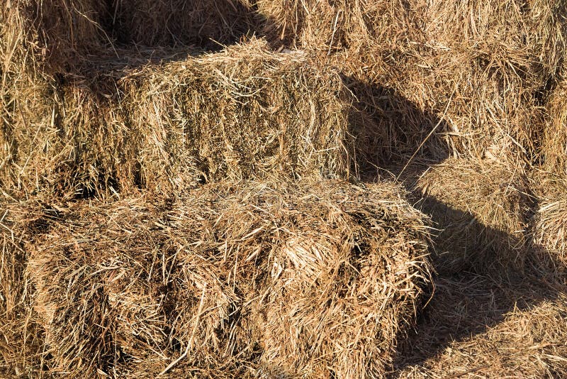 Hay Texture. Hay Bales Are Stacked In Large Stacks. Harvesting In ...