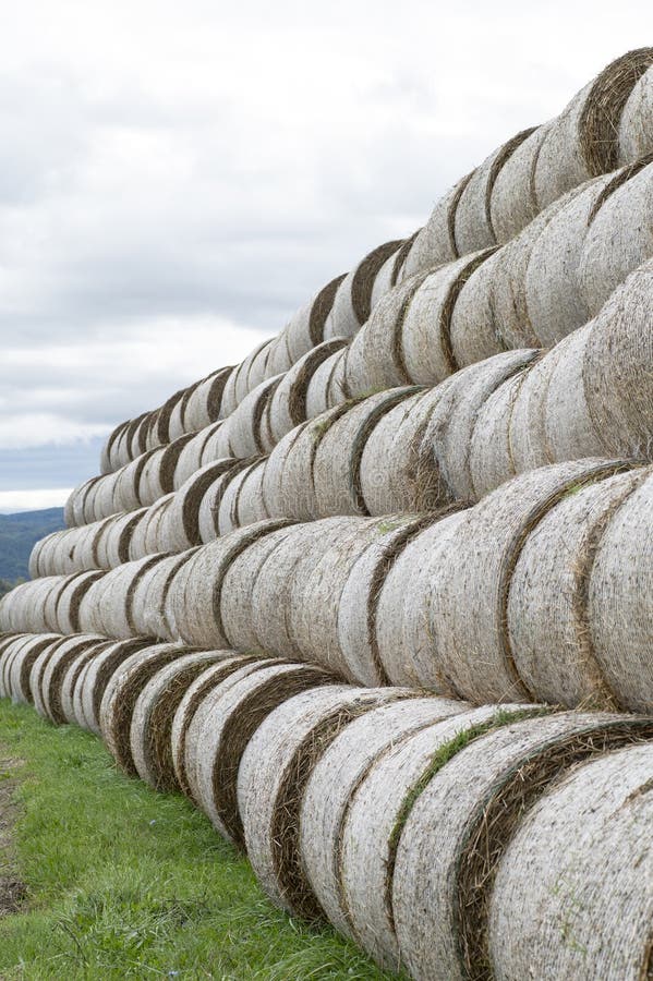 Stack of Hay Balls, Haystack or Haycock on an Agricultural Field. Large ...