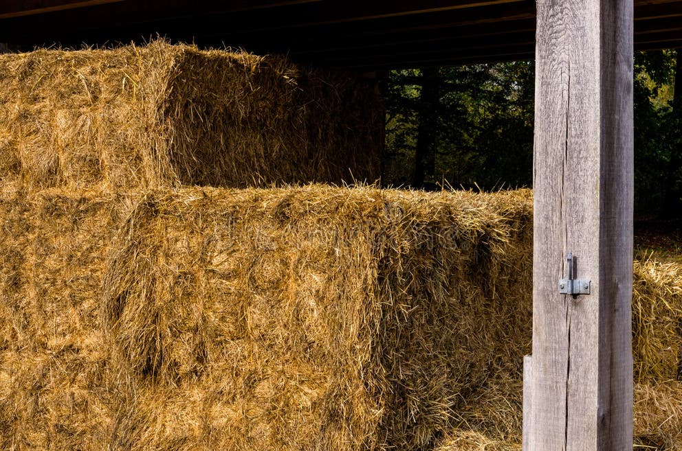 Stack of hay in a hay barn stock photo. Image of animals - 163613750
